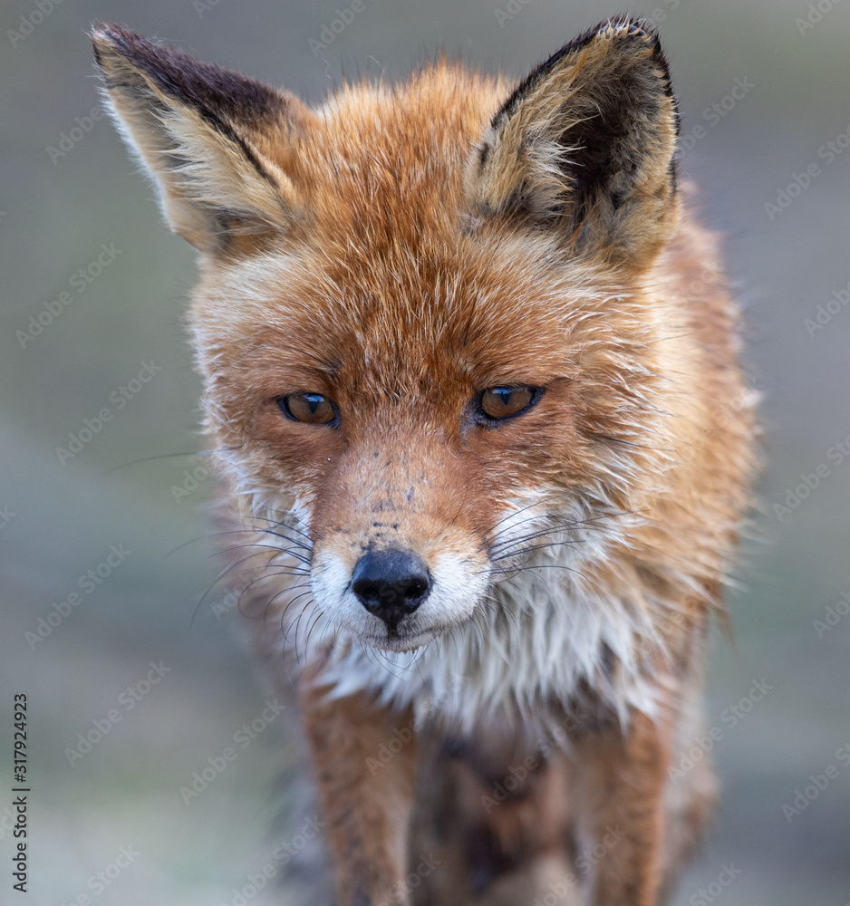 Fox in the dunes of the Amsterdam water supply Area - Vos in de ...