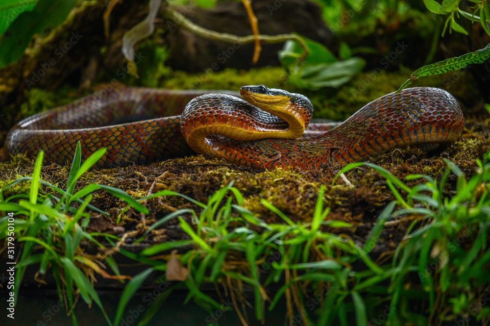 Puffing Snake - Phrynonax poecilonotus is a species of nonvenomous ...