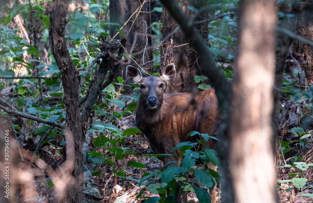 Sambar Deer hiding deing the Sal trees at Jim Corbett National Park ...