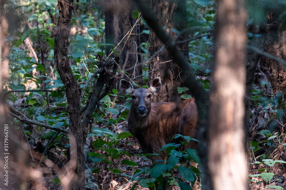 Sambar Deer hiding deing the Sal trees at Jim Corbett National Park ...