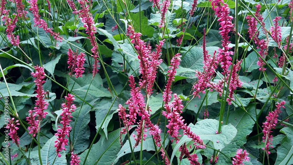 Flowers of Agastache Raspberry Fiesta or Giant Hyssop, in the garden ...