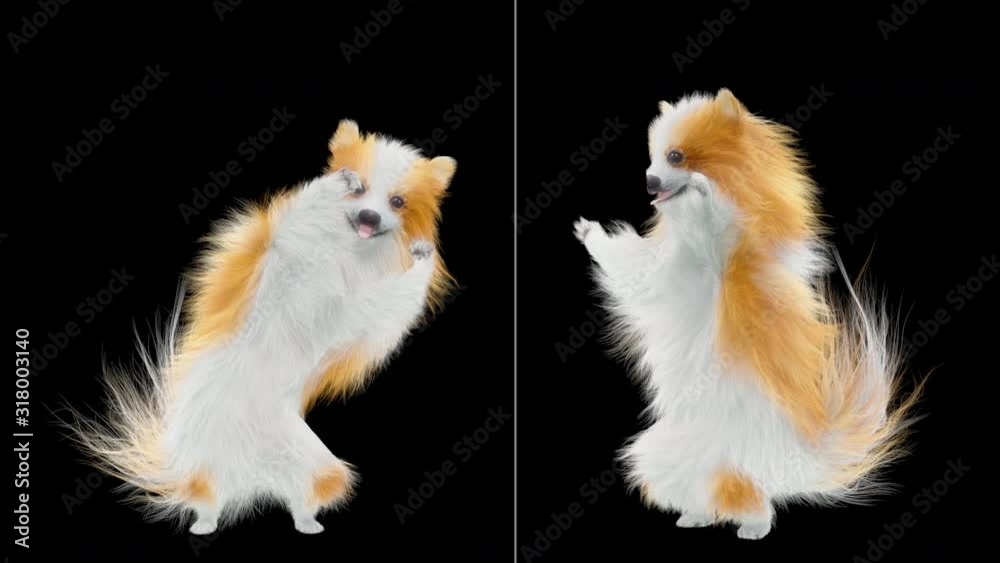 Dog Dance CG fur 3d rendering animal realistic composition, 3d mapping ...