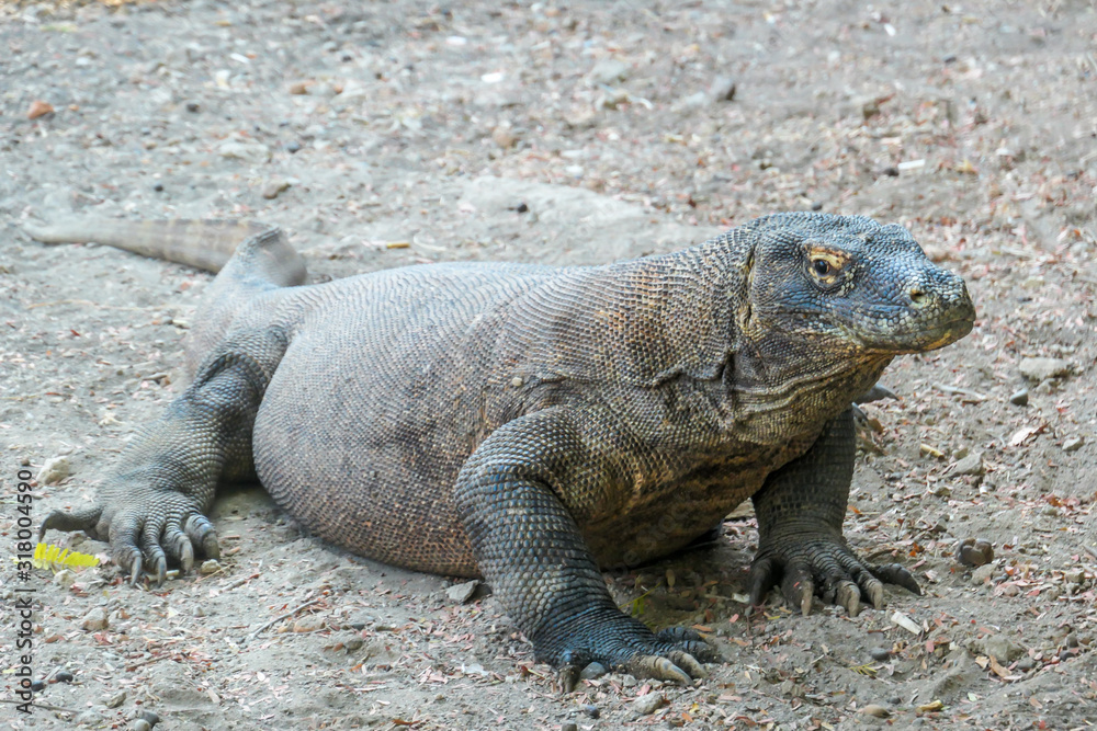 Foto de A gigantic, venomous Komodo Dragon roaming free in Komodo ...