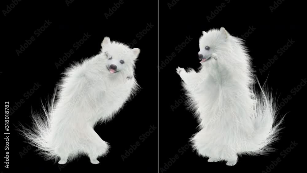Dog Dance CG fur 3d rendering animal realistic composition, 3d mapping ...