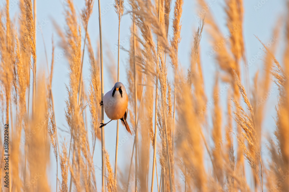 Male Bearded Reedling (Panurus biarmicus) in a typical ecosystem ...