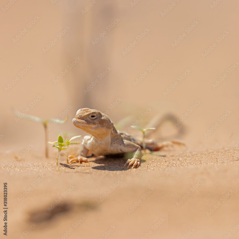 Spotted toadhead agama (Phrynocephalus guttatus) in the sand desert ...