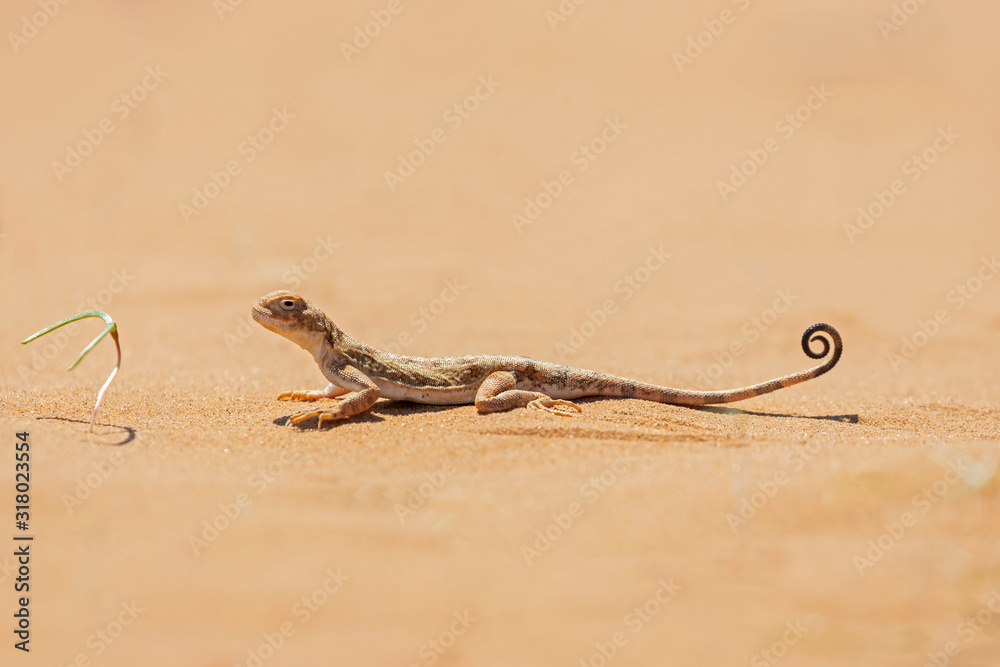 Spotted toadhead agama (Phrynocephalus guttatus) in the sand desert ...