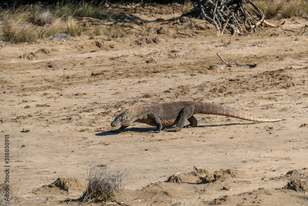 A gigantic, venomous Komodo Dragon roaming free in Komodo National Park ...