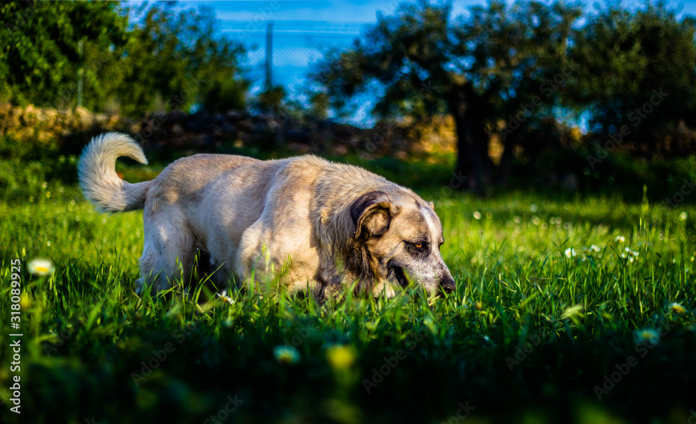 What Is A Rafeiro Do Alentejo Breed Dog