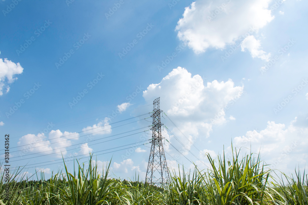 Electricity transmission line with green tree nature, Green ...