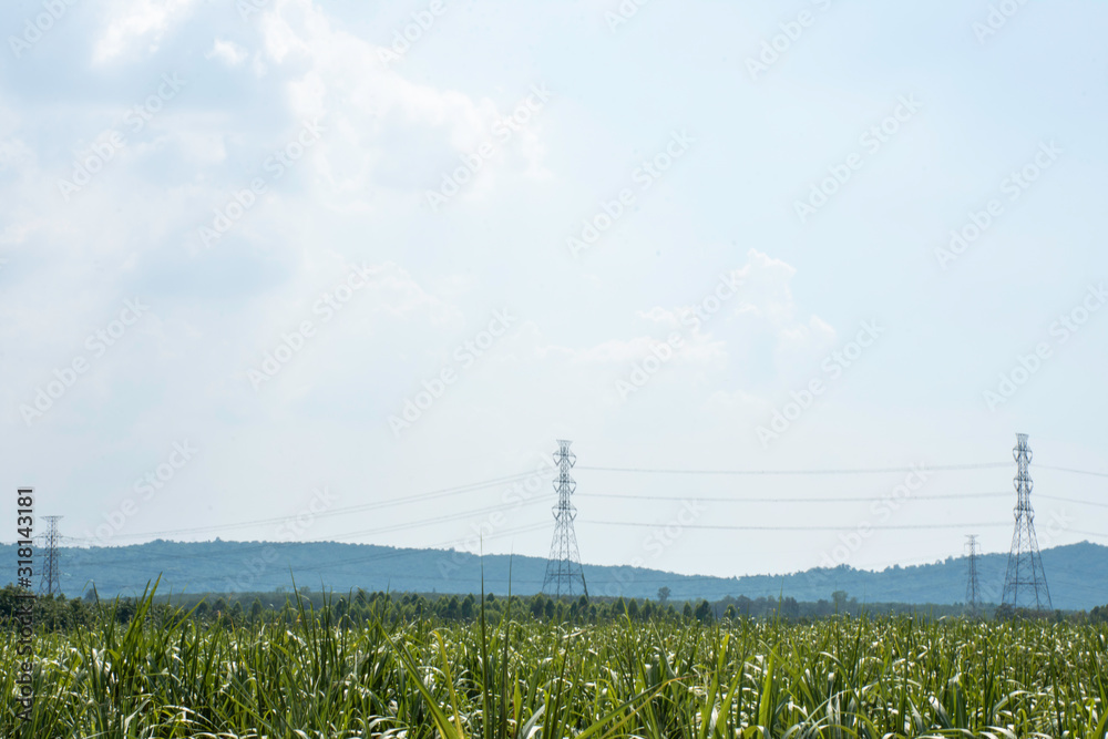 Electricity transmission line with green tree nature, Green ...