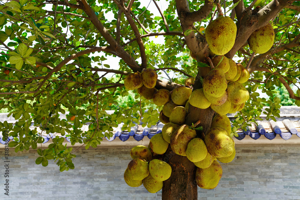 The jackfruit, or kanun, or Indian breadfruit tree is an evergreen tree ...