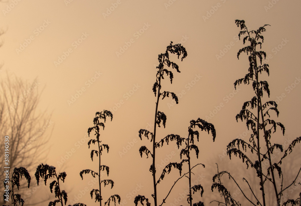 Darnel plants in the field. Dry darnel weed wallpaper. Darnel ...