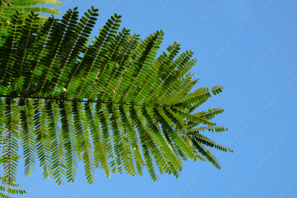 Feathery Leaves of a flame tree on a blue sky as background, scientific ...