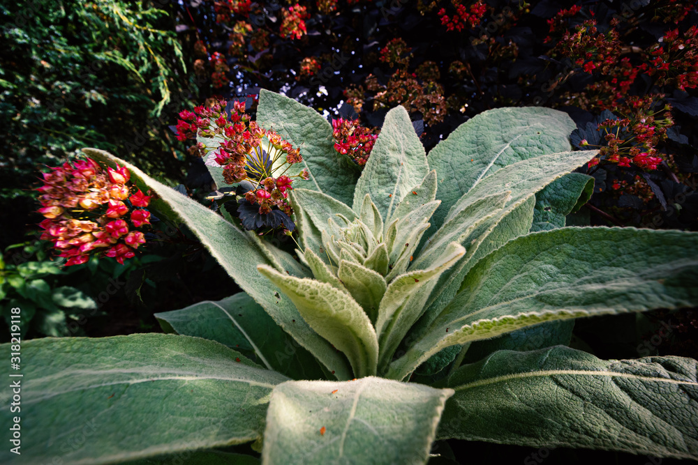 Mullein Plant with Big Green Leaves - Verbascum Thapsus foto de Stock ...