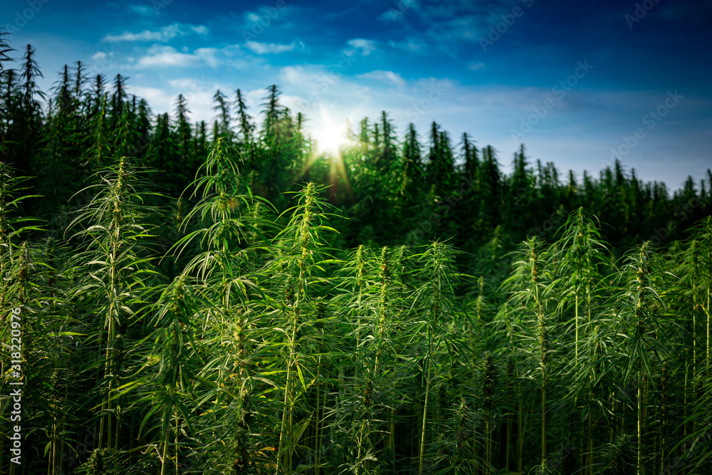 Marijuana Field - Green Plants with Blue Sky and Sun on Background ...