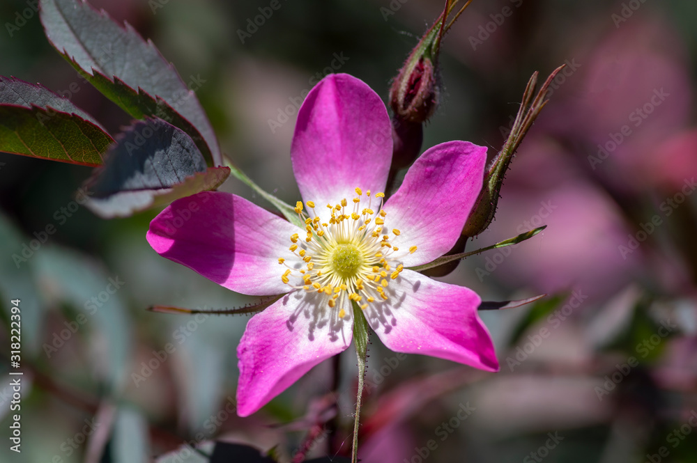 Rosa glauca rubrifolia red-leaved rose in bloom, beautiful ornamental ...