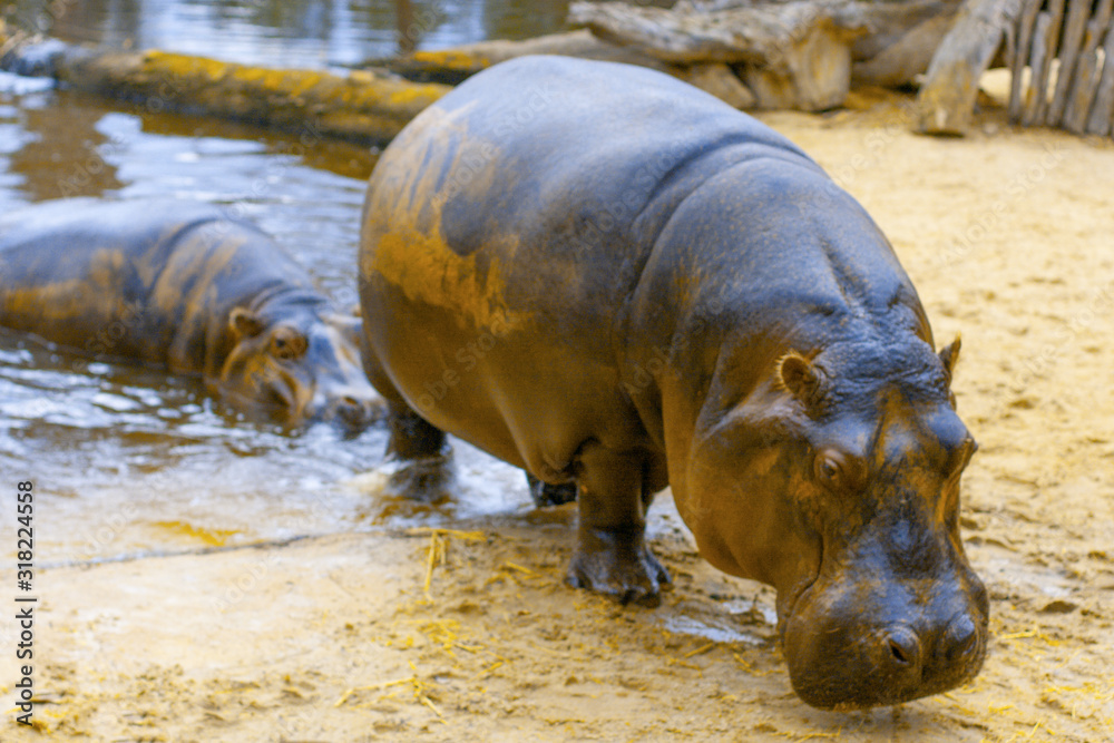 A hippo coming out of the water and a hippo following behinde Stock ...