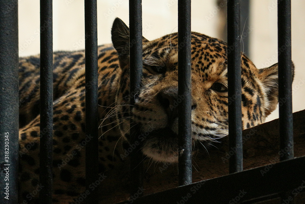 Leopard Resting Behind Bars Of Cage Stock Photo | Adobe Stock