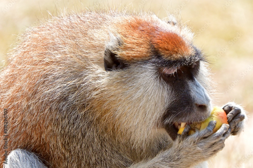 Patas monkey, Murchison Falls National Park, Uganda Stock Photo | Adobe ...