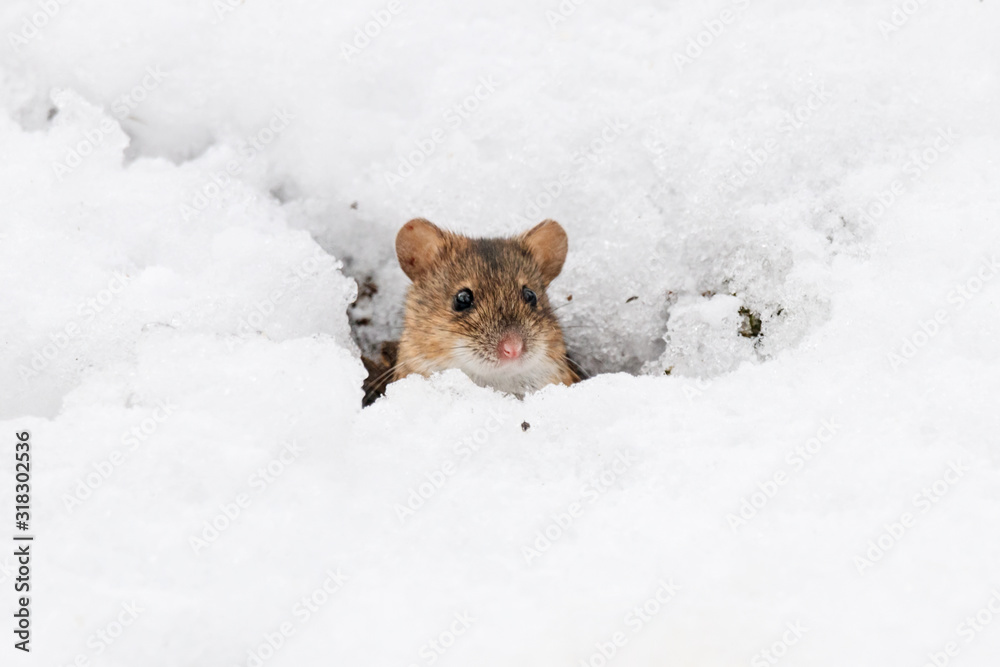 Striped field mouse apodemus agrarius looking from hole in clear snow ...