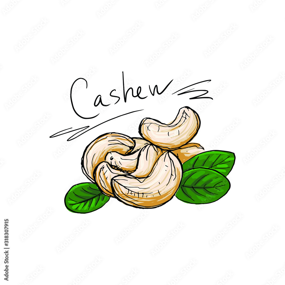 Cashew Vector