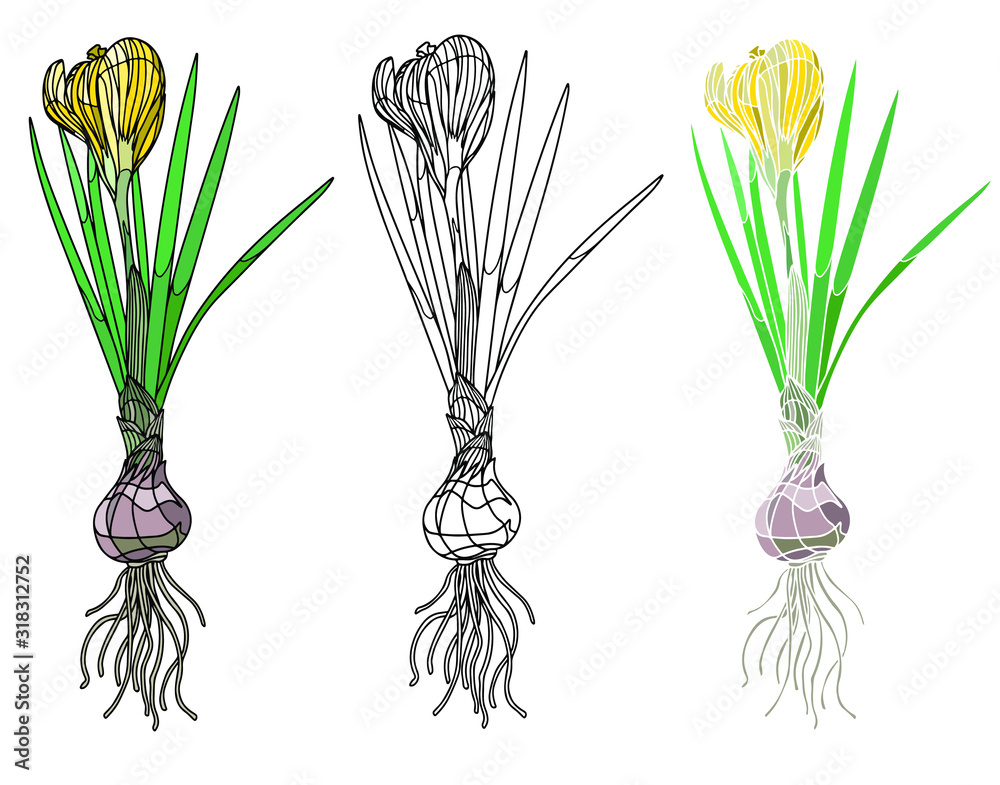 Hand drawn Crocus. Botanical vector illustration. Coloring page with ...