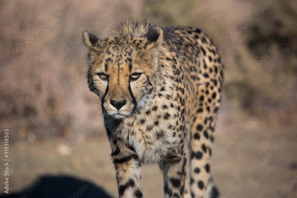 Closeup portrait of a big Cheetah wild cat's striking yellow eyes and ...