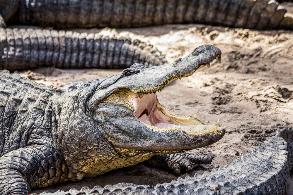 Alligator mouth open Stock Photo | Adobe Stock