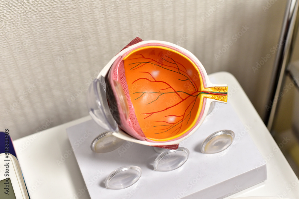 Eye anatomy, Human eye cross section physiology, Model of cornea and ...