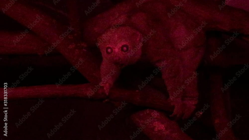 Tarsier - The Big-Eyed Nocturnal Mammal animal primate, night vision ...