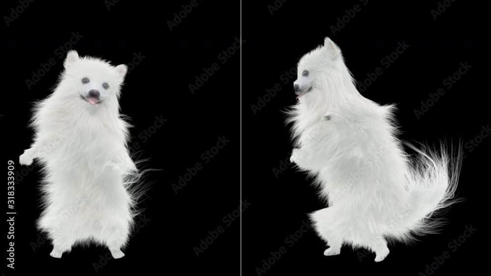 Dog Dance CG fur 3d rendering animal realistic composition, 3d mapping ...
