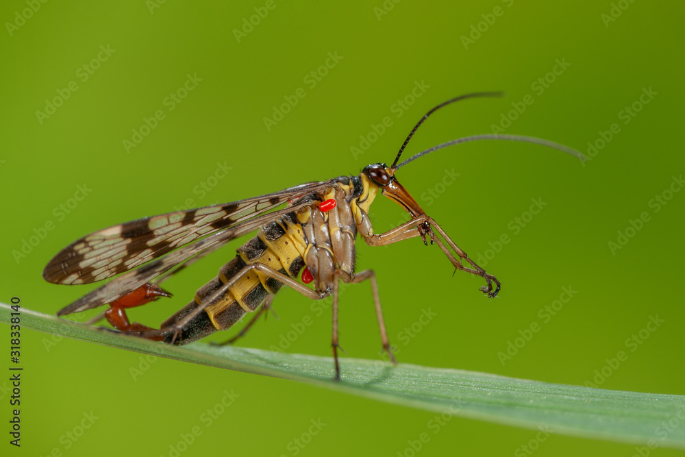 Male scorpion fly Panorpa communis preening itself, Male scorpion fly ...