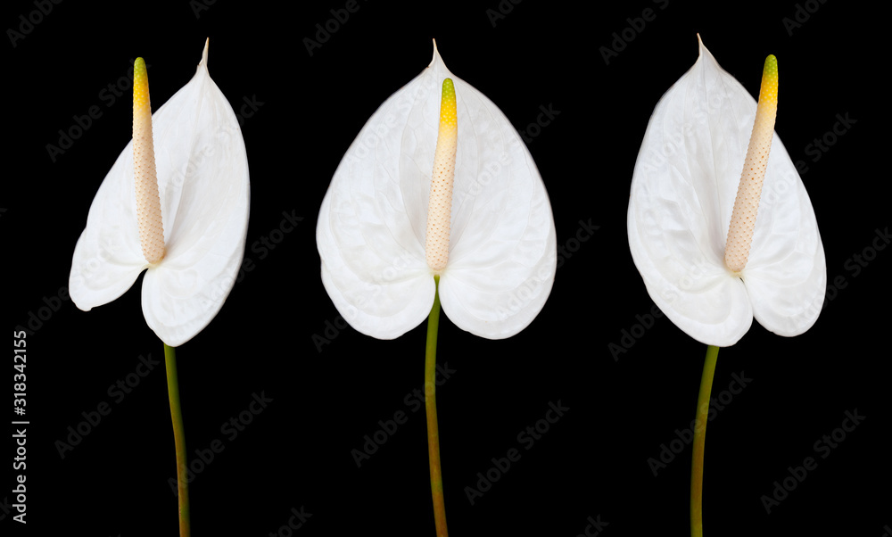White Anthurium Flower