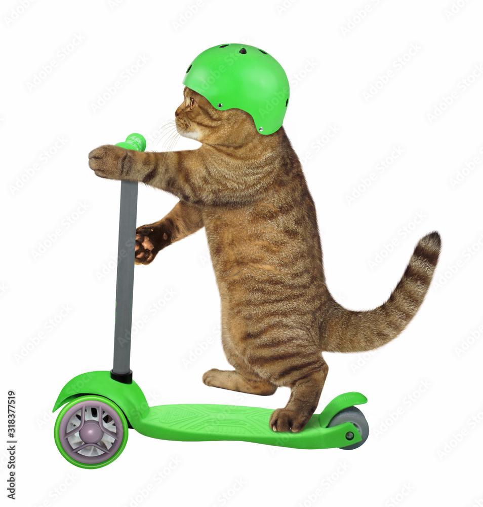 The beige cat in a bicycle helmet is riding a green electric scooter ...