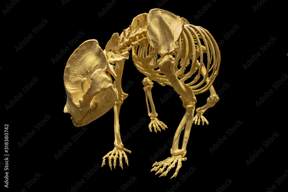 Full Complete isolated Skeleton from Panda Bear Anatomy skeletton ...