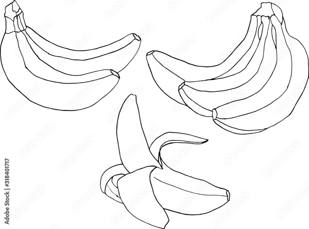 Fresh bananas with hand drawing or sketch style. Simple line art ...