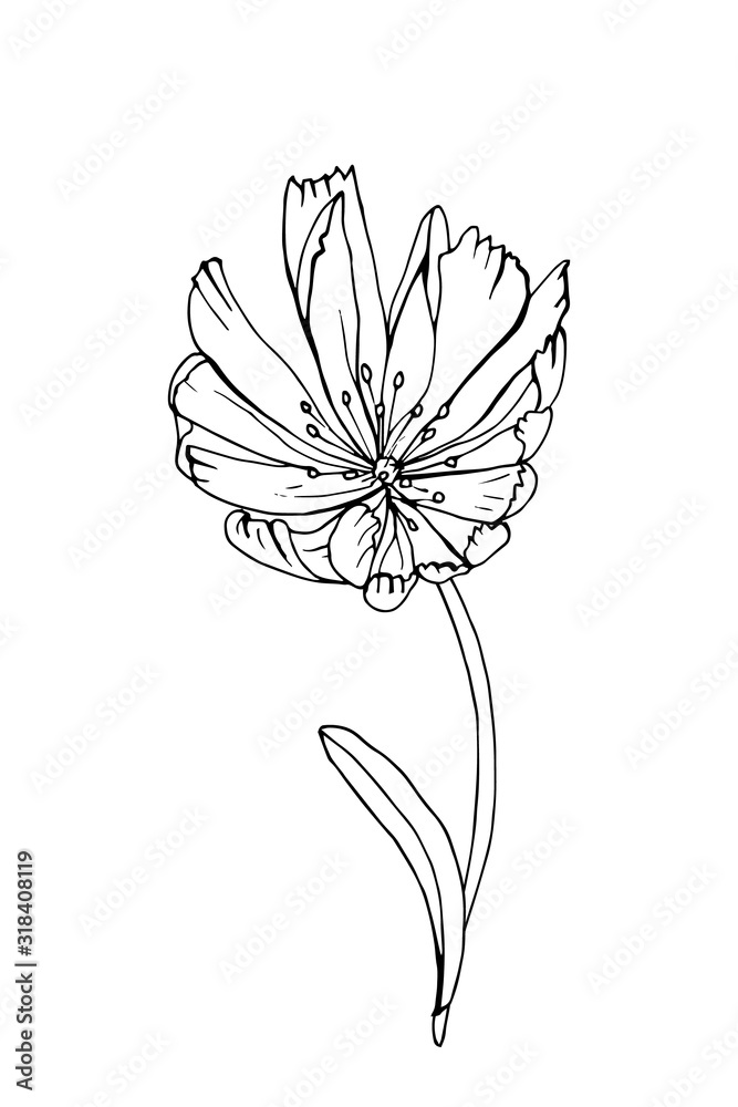 Vector outline flower chicory, branch and leaves. Isolated on white ...