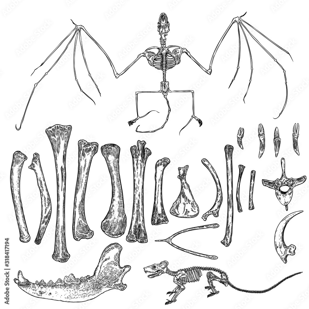 Magic animal bones design elements set. Hand drawn sketch for magician ...