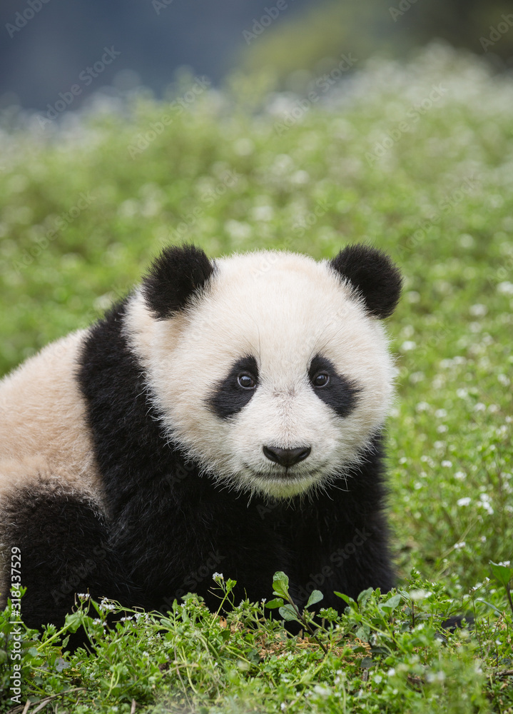 Giant panda, Ailuropoda melanoleuca, approximately 6-8 months old ...