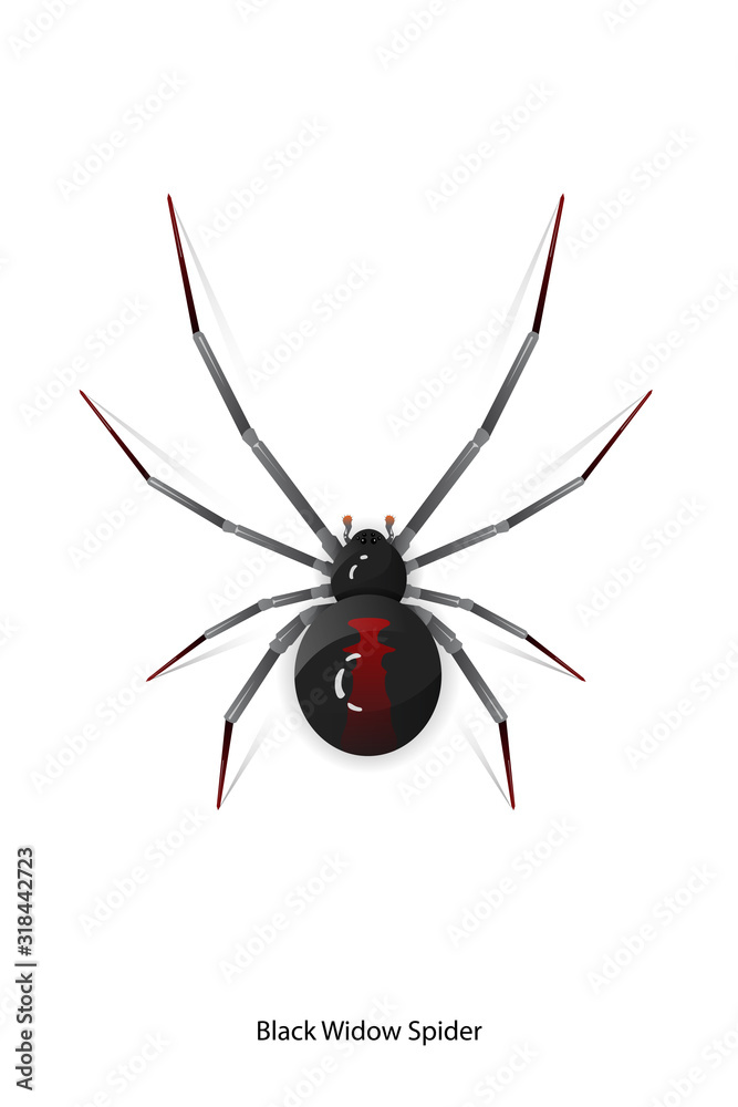 Black Widow Spider vector on white background.This picture is option ...