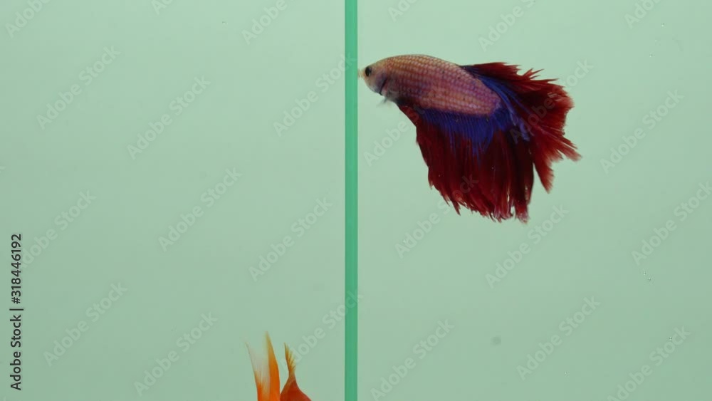 Gold fish and Siamese fighting fish Betta together in the tank swim to ...
