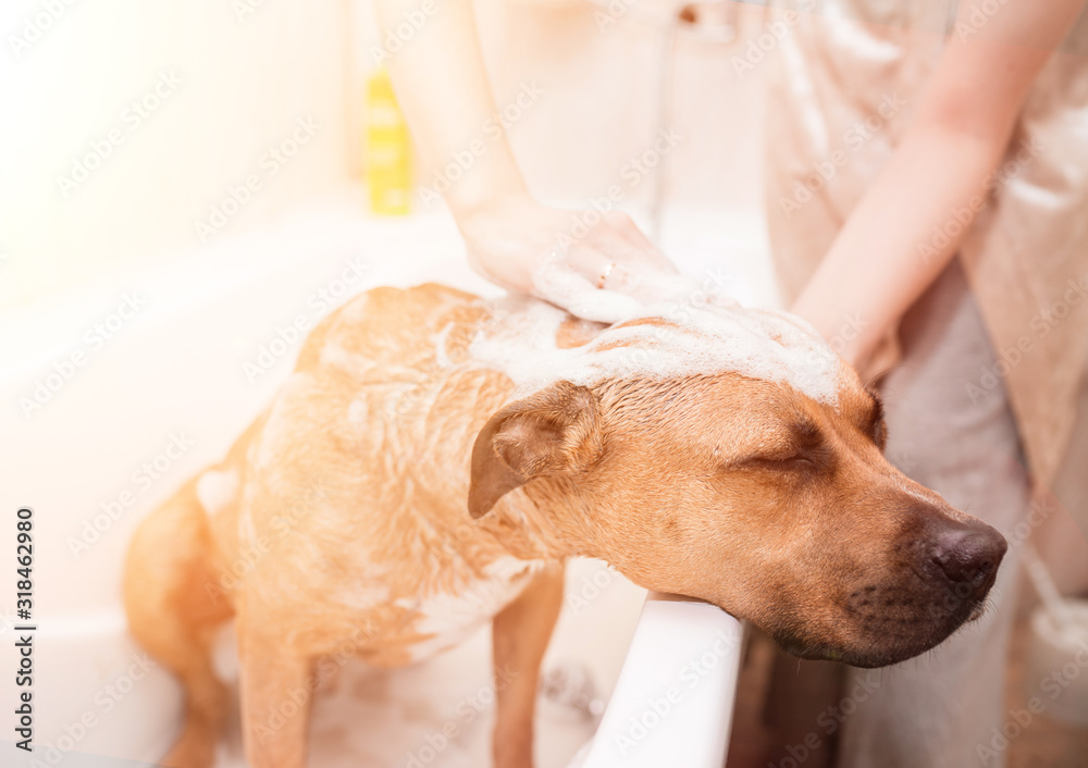 wash the dog. Pitbull in the bath, bathe the dog. staff. the dog takes ...