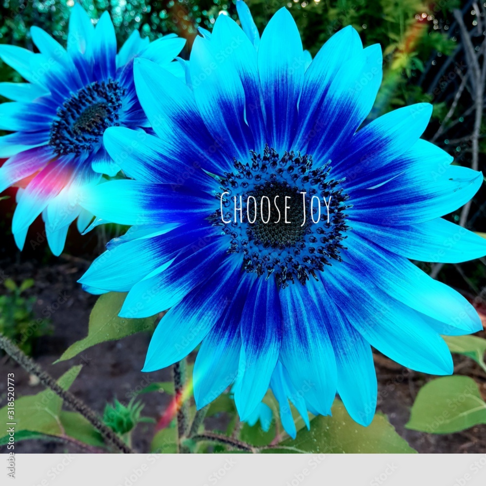 Choose joy, blue sunflowers photographed in Bloemfontein, South Africa ...