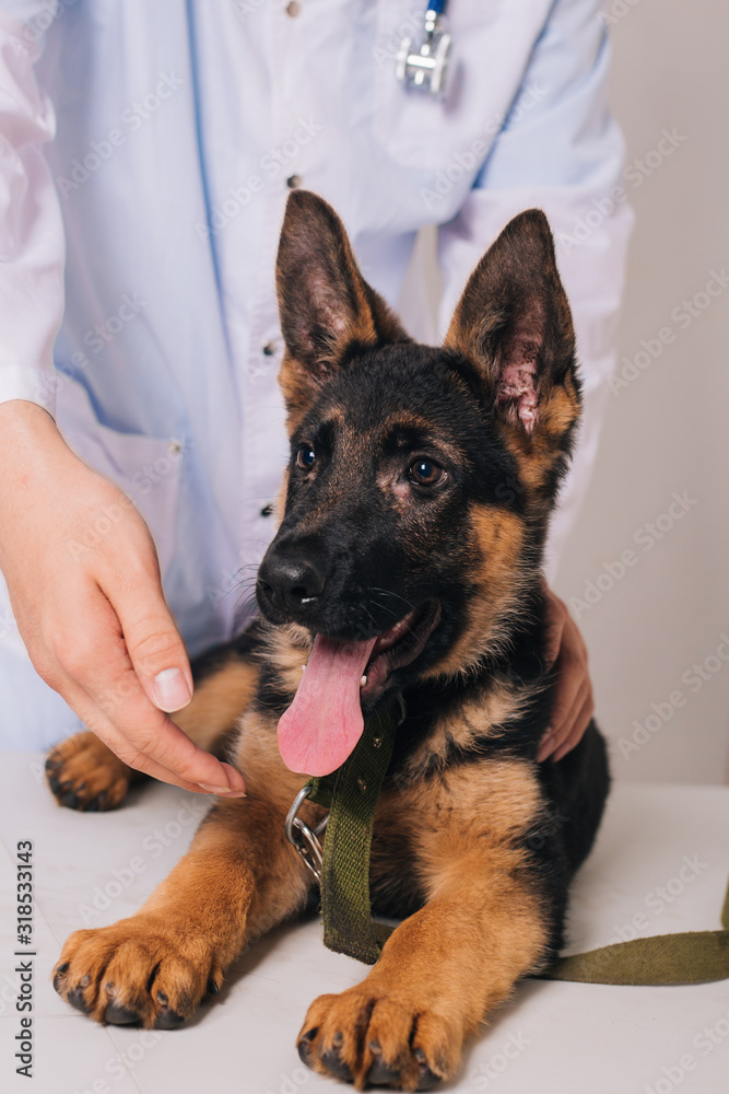 Shepherd puppy close-up. A dog is standing on the vet's desk. Vet ...