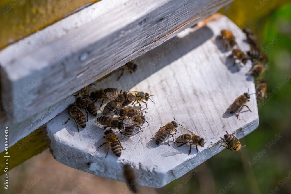 Honey bees swarm in the hive. Workers bees arrive and fly away, guard ...