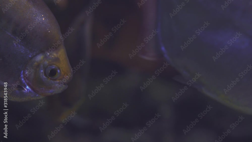 Black Pacu floats in an aquarium. Close up of a fish swimming. Tour of ...