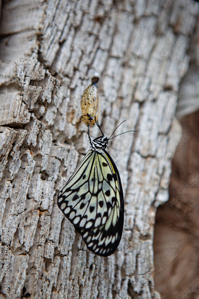 Monarch Butterfly, Milkweed Mania, baby born in the nature. Stock Photo ...