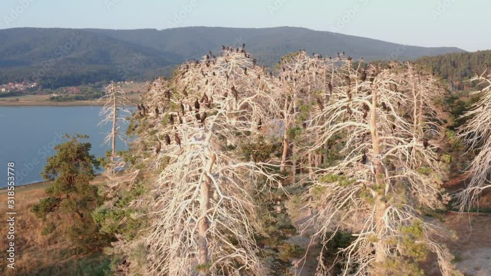 Branchless trees without leaves with flock of cormorant birds on an ...