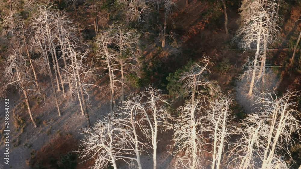 Branchless trees without leaves with flock of cormorant birds on an ...
